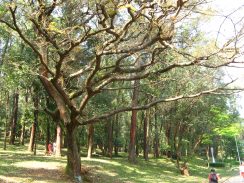 Copaiba essential oil as a hidden treasure: uses and quick recipes 2017