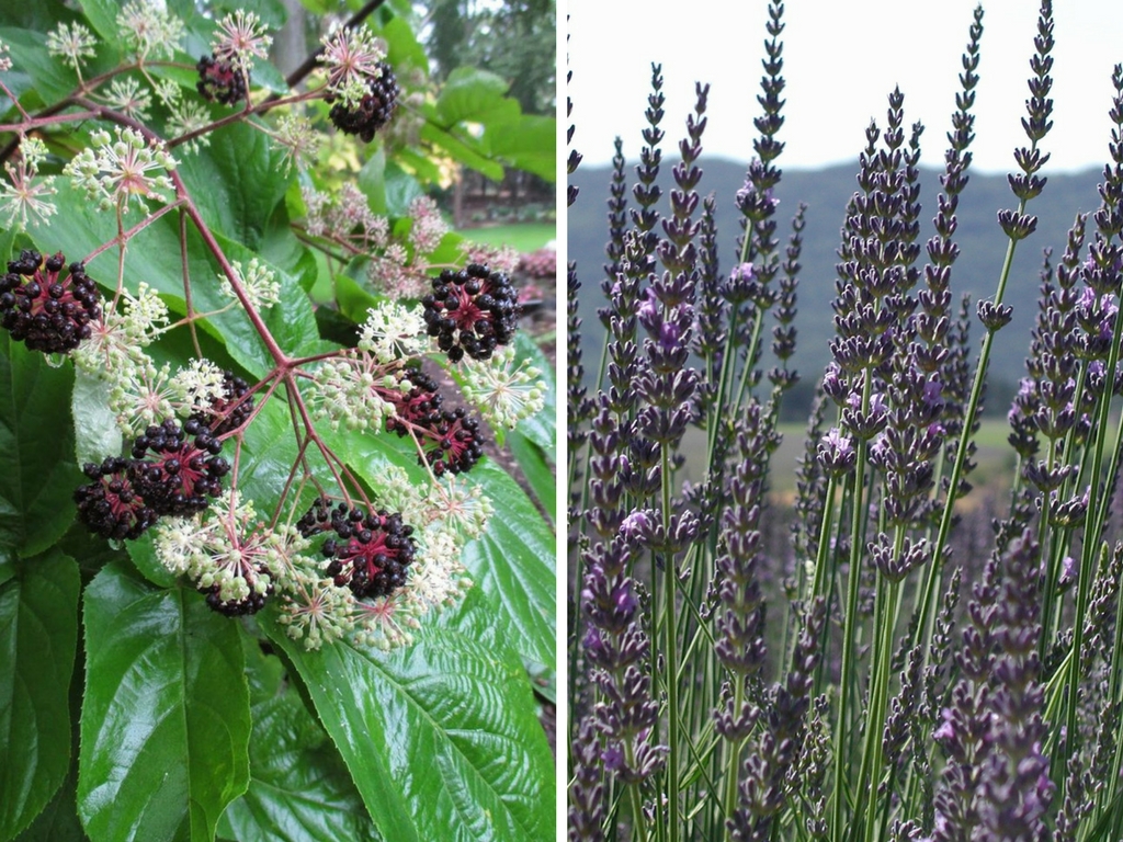 Spikenard Essential Oil: Benefits, Uses and Tips 2017